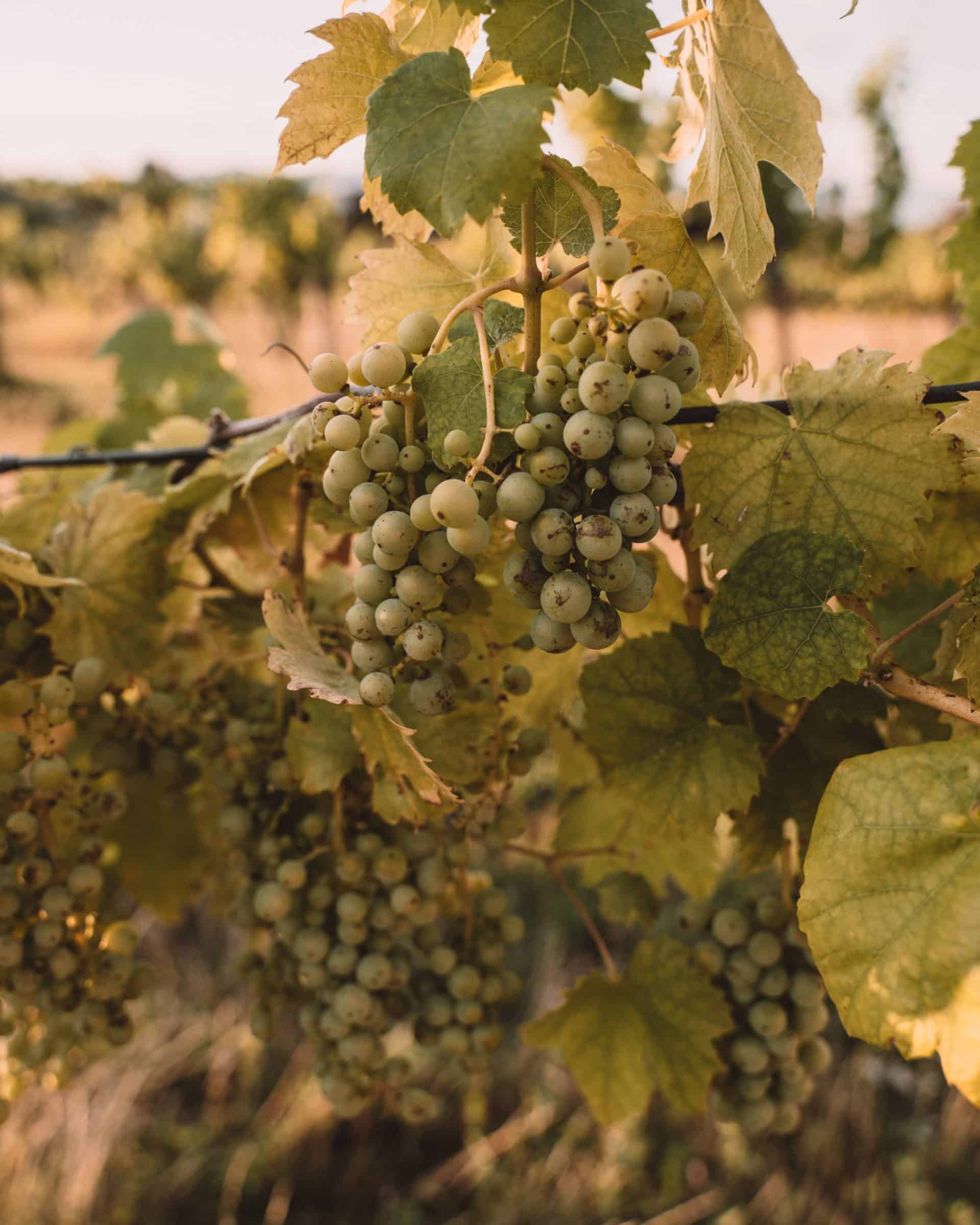 Where to Drink Delicious Wine in Balaton? Best Wineries in Balaton Area.